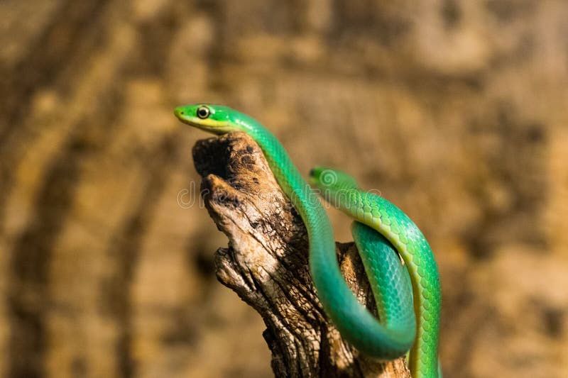 Snake in the zoo stock photo. Image of green, animal - 153813374