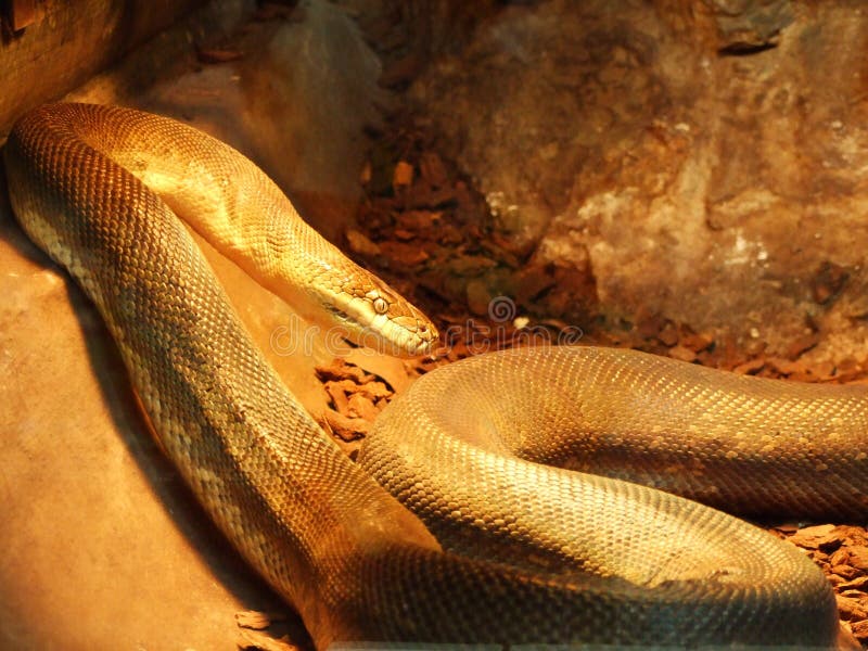 Snake at the zoo in Zagreb stock image. Image of bird - 132903309