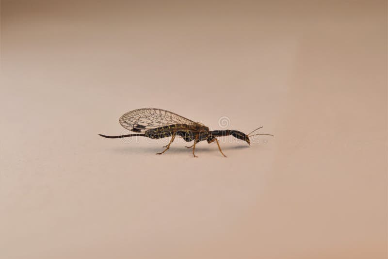 Snakefly Has a Long Neck Raphidiodea Insect Isolated on a White ...