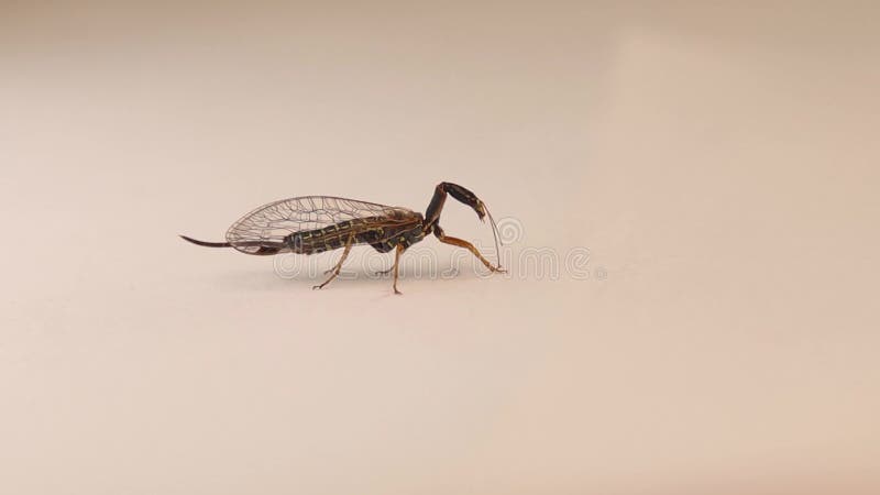Snakefly Has a Long Neck Raphidiodea Insect Isolated on a White ...