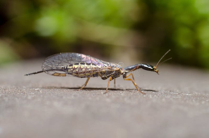 Snakefly Insect with the Order Raphidioptera Stock Image - Image of ...