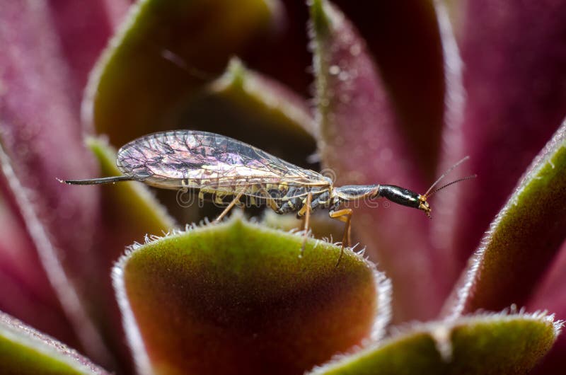 Snakefly Insect with the Order Raphidioptera Stock Image - Image of ...