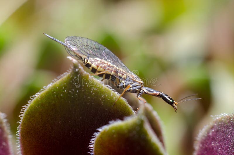 Snakefly Insect with the Order Raphidioptera Stock Photo - Image of ...