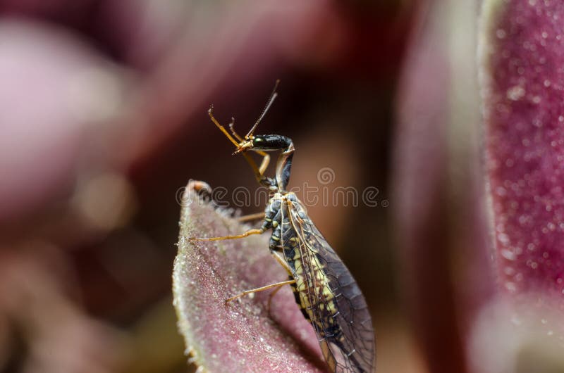 Snakefly Insect with the Order Raphidioptera Stock Image - Image of ...