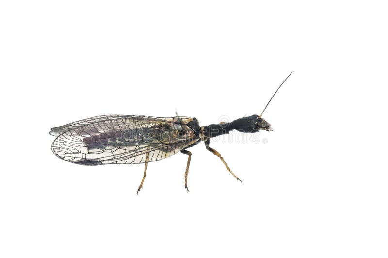 Snakefly stock image. Image of wildlife, arthropoda - 117622015