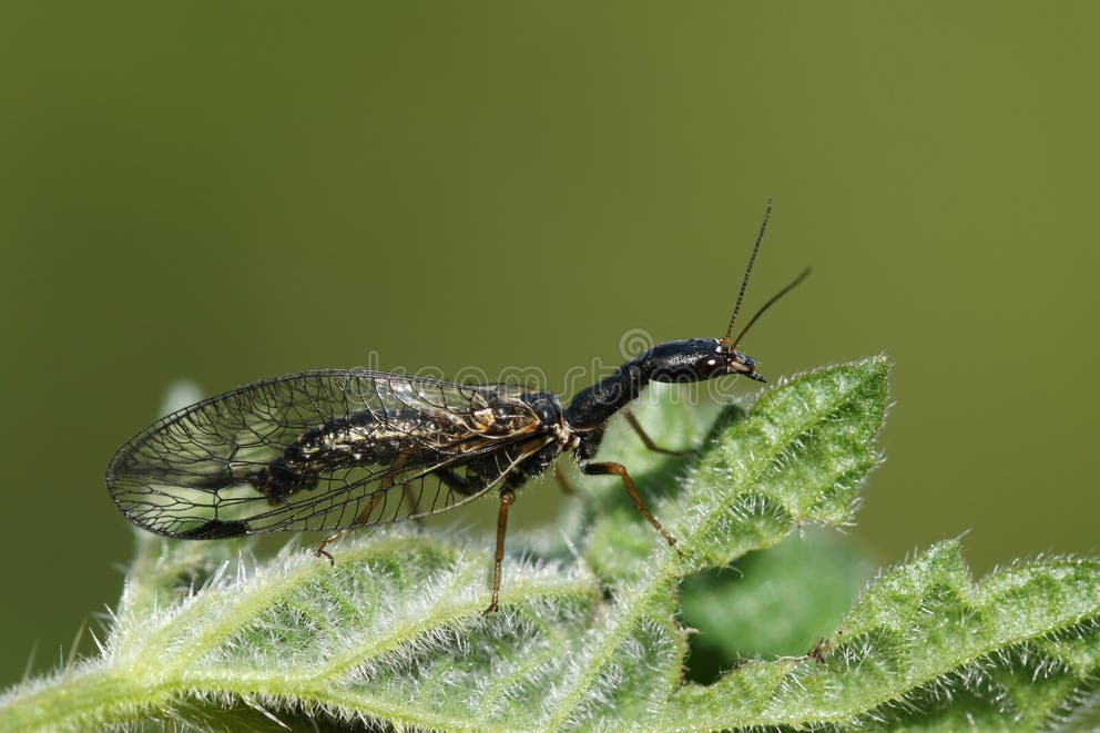 A Snakefly, Phaeostigma Notata, Resting on a Leaf in Springtime. Stock ...