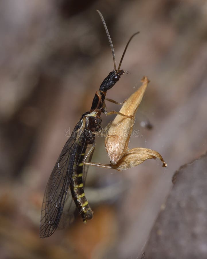 Snakefly, Raphidioptera Larva on Pine Bark Stock Image - Image of color ...