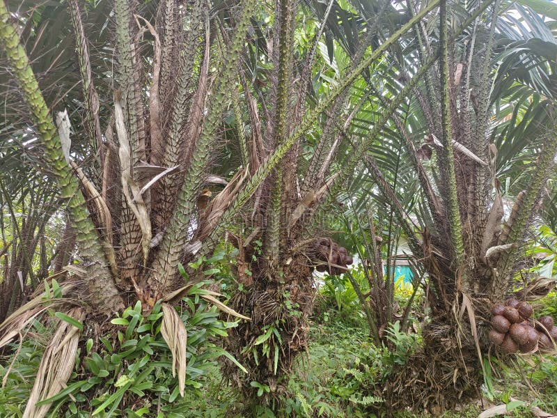 Snakefruit Plants on the Garden Stock Image - Image of soil, woodland ...