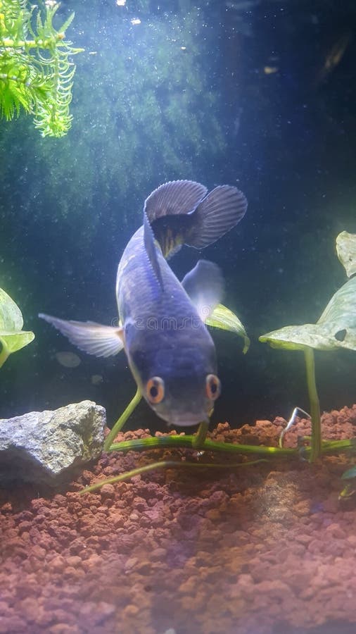 Snakehead Channa Maruliodes Fish Aquarium Stock Photo - Image of ...