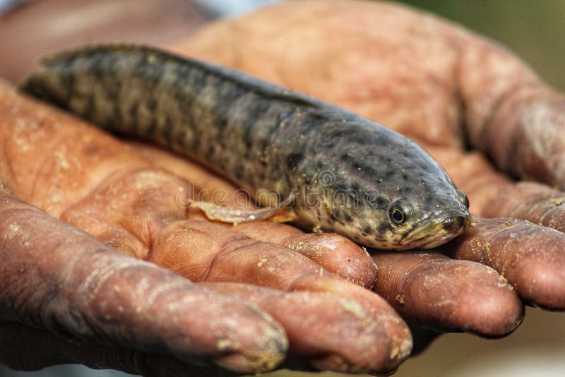 Snakehead Channa Murrel Fish in a Dirty Hand of Farmer Stock Photo ...