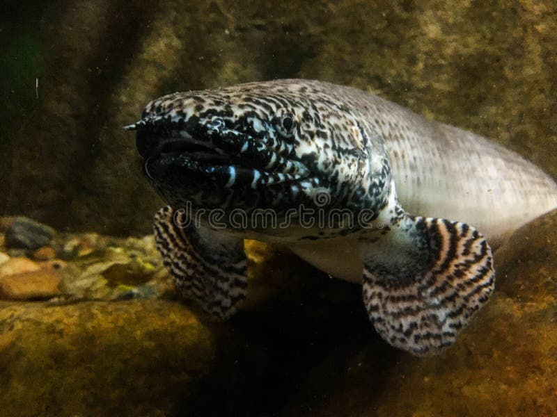Snakehead fish in aquarium stock image. Image of reef - 239779509