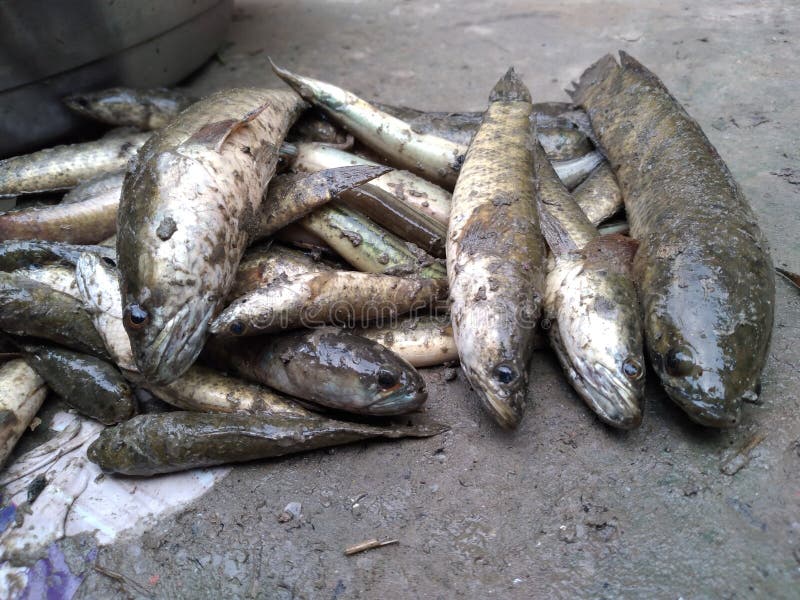 Snakehead Fish on Cement Background in India. Stock Photo - Image of ...