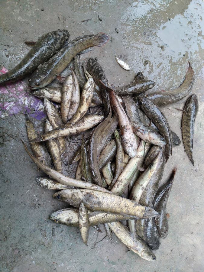Snakehead Fish on Cement Background in India Stock Photo - Image of ...