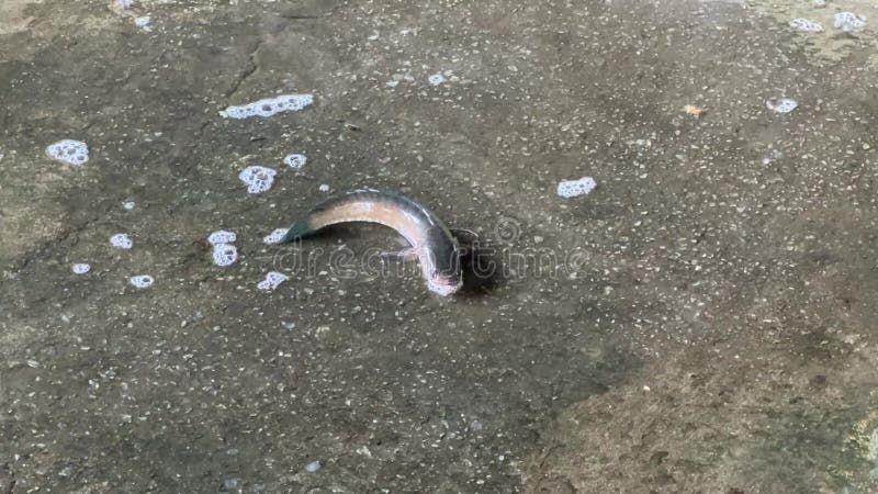Snakehead Fish on Cement Floor Stock Video - Video of cement, head ...