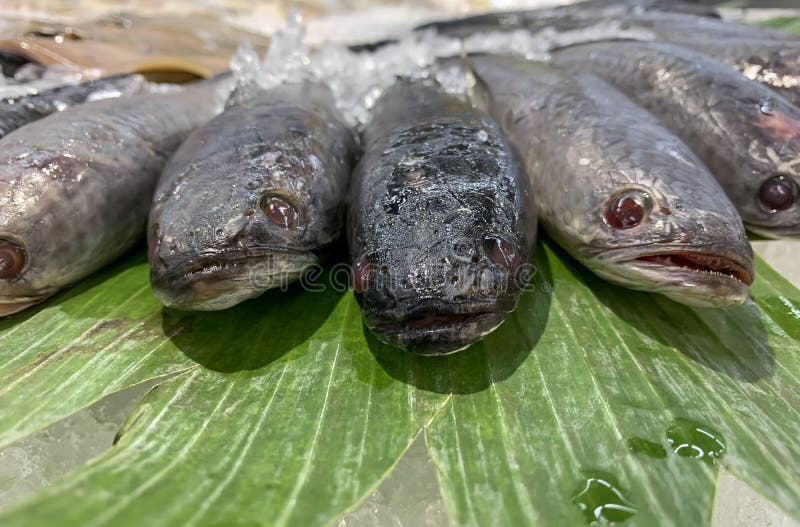 Snakehead Fish (Channa Striata) and Red Tilapia or Mujair Fish ...