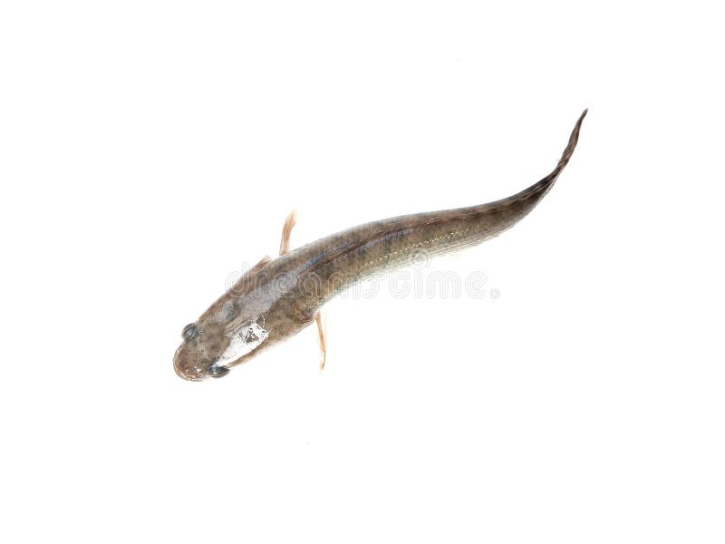 Snakehead Fish (Channa Striata) Isolated on White Background Stock ...