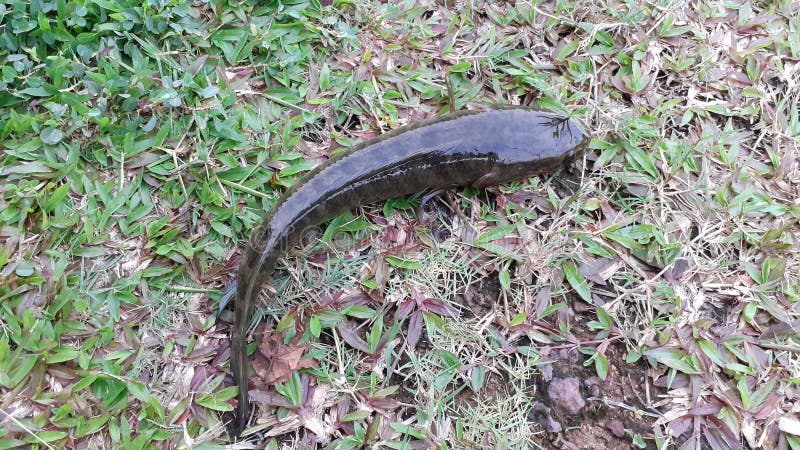Snakehead fish babies stock photo. Image of channa, bowl - 160328888