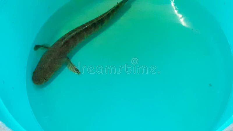 Snakehead Fish Eye Macro Close-Up Video Footage HD Stock Footage ...