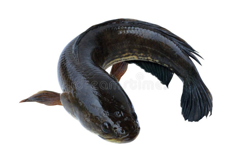 Snakehead Fish from Freshwater Isolated on White Background Stock Image ...