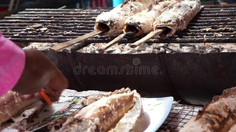 Snakehead Fish Stock Footage & Videos - 193 Stock Videos
