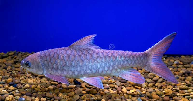 Snakehead Fish"Hampala Barb, Jungle Perch"Thailand Stock Image - Image ...