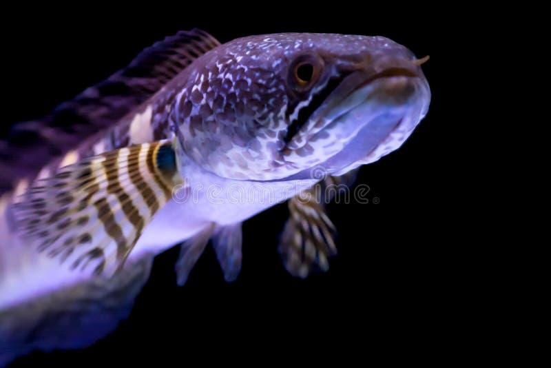 166 Beautiful Snakehead Fish Stock Photos - Free & Royalty-Free Stock ...