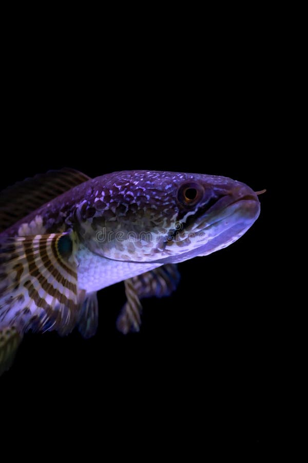 152 Beautiful Snakehead Fish Stock Photos - Free & Royalty-Free Stock ...