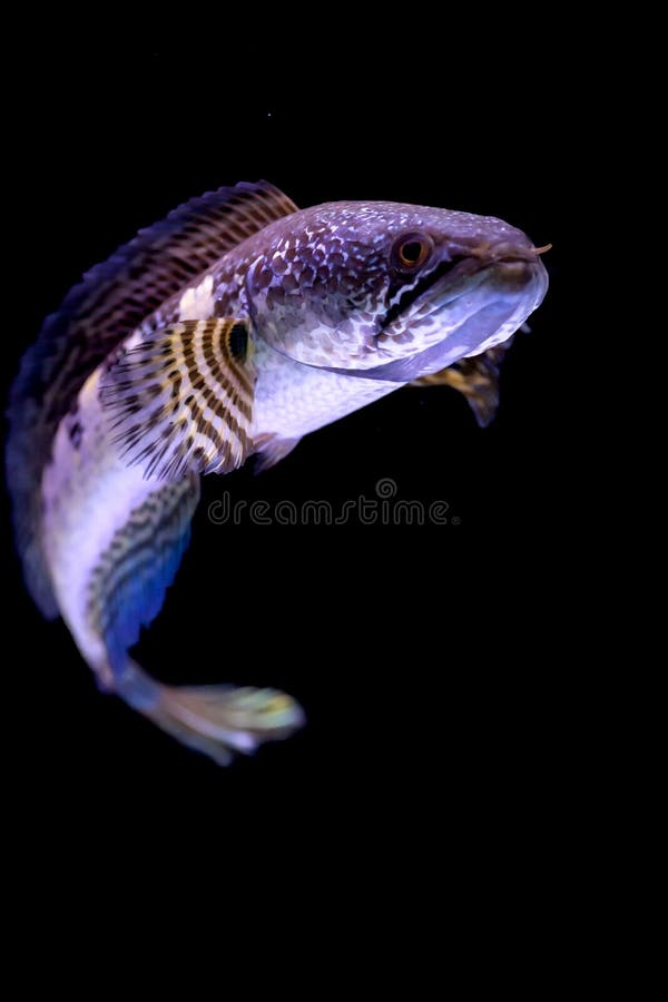 Snakehead Fish Have a Beautiful Color in the Aquarium with a Black ...