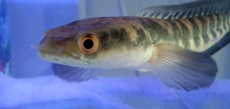 Indonesian Snakehead Fish Stock Photos - Free & Royalty-Free Stock ...