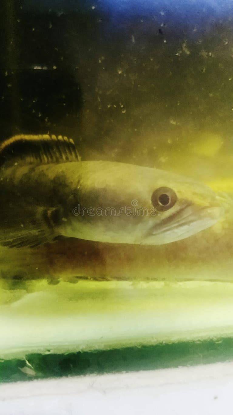 Indonesian Snakehead Fish Stock Photos - Free & Royalty-Free Stock ...