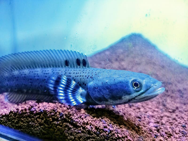 Snakehead Fish Named PULCHRA in the Aquarium Stock Photo - Image of ...