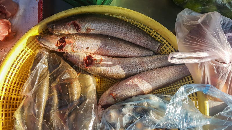 Snakehead Fish are Prepared for Cooking Stock Photo - Image of basket ...