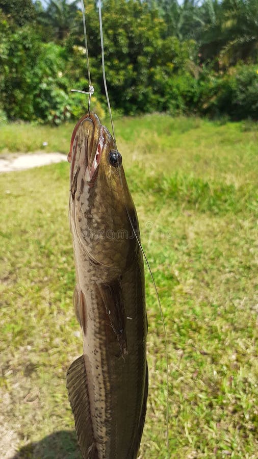 Snakehead fish babies stock photo. Image of channa, bowl - 160328888