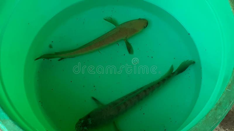 Snakehead or Channa Orientalis Fish, Slow Motion Video. Stock Footage ...
