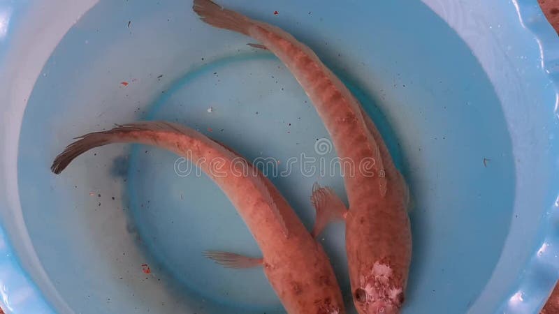 Snakehead or Channa Orientalis Fish, Slow Motion Video. Stock Footage ...