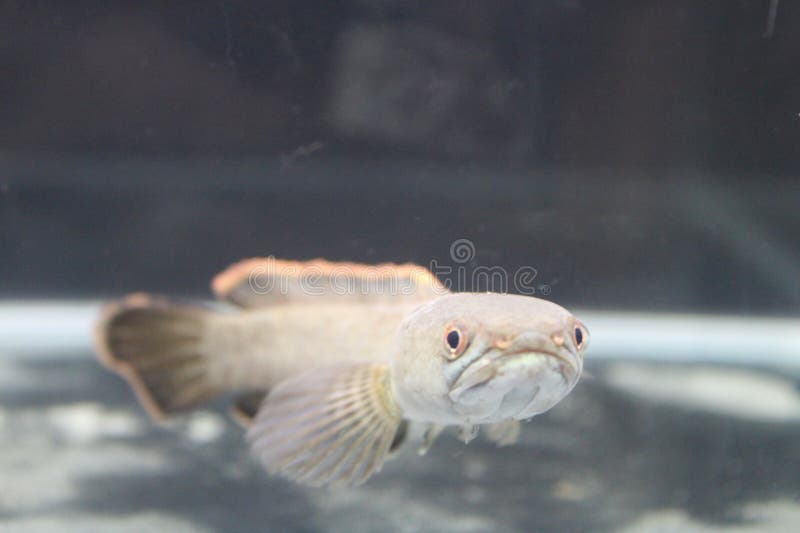 Snakehead Fish are Spread Across Various Countries and Have Various ...