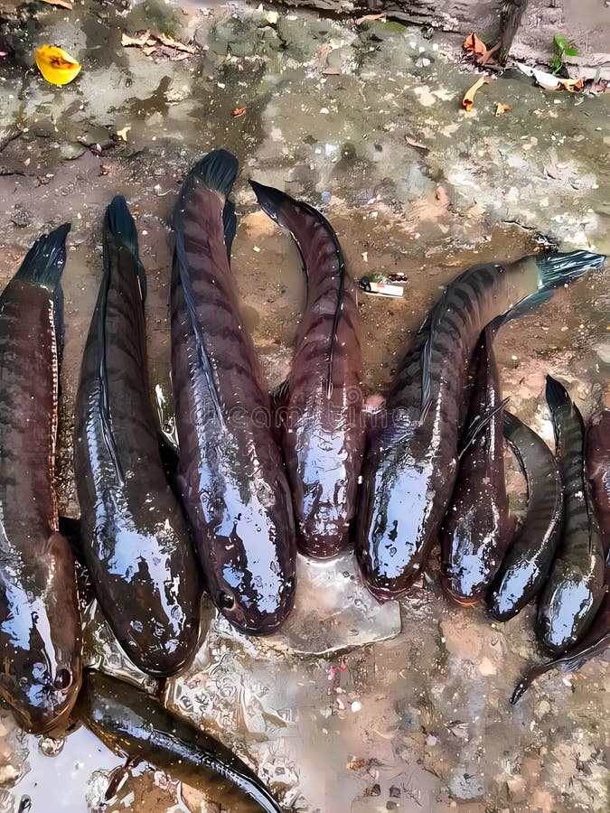 Snakehead Fish is a Type of Predatory Fish that Lives in Fresh Water ...