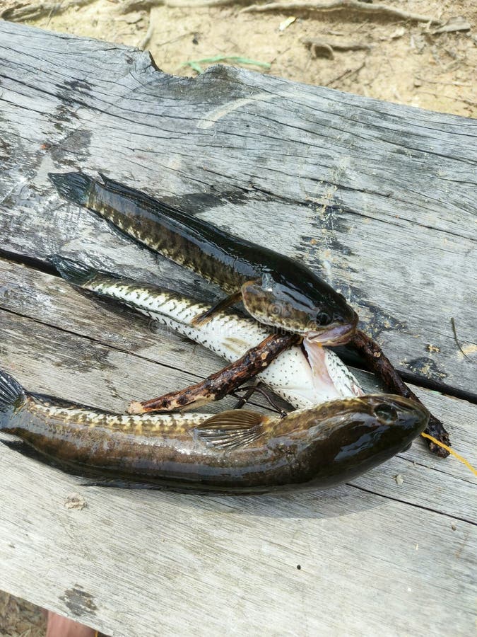 Snakehead Fish is Typical of Central Kalimantan, this Fish is ...