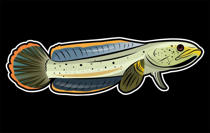 Snakehead Fish Vector stock vector. Illustration of asia - 263655909