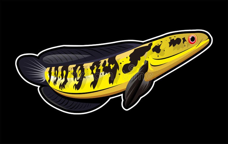 Snakehead Fish Vector stock vector. Illustration of asia - 263655915