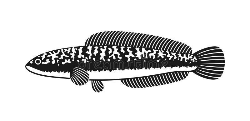 Snakehead Fishing Stock Illustrations – 108 Snakehead Fishing Stock ...