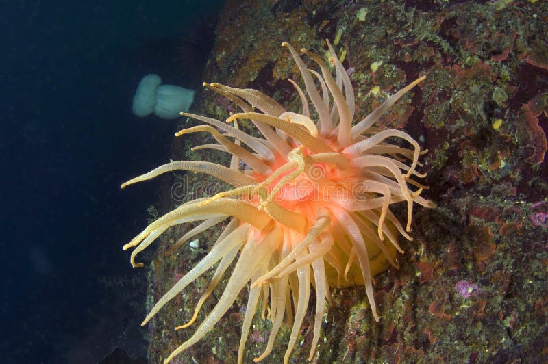 Red sea anemone stock image. Image of ocean, marine, islands - 30875007