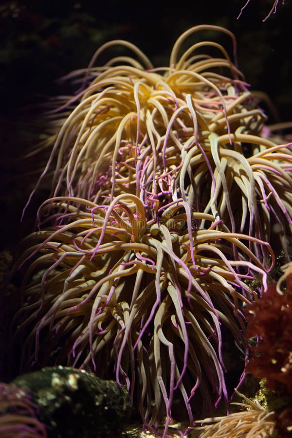 Snakelocks Anemone (Anemonia Viridis). Stock Image - Image of tropic ...