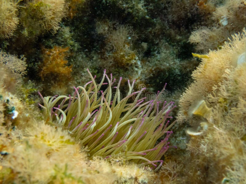 Snakelocks Anemone stock image. Image of aquatic, snorkelling - 157548283
