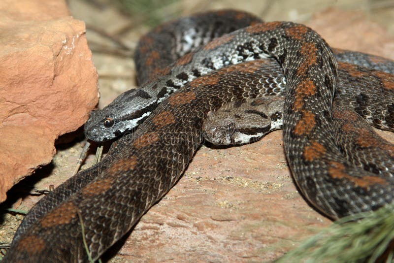 Taipan stock image. Image of viper, taipan, frightening - 11943383