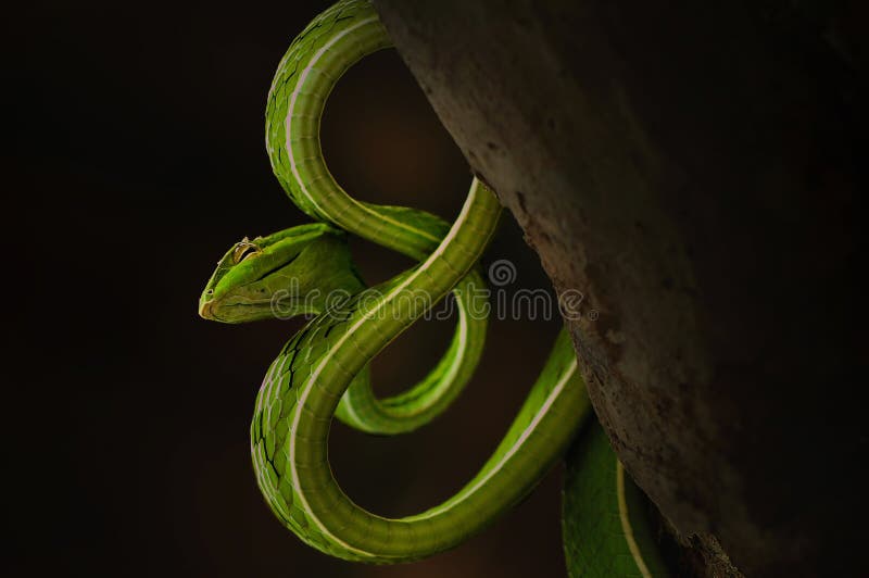 Snakes attack the prey stock photo. Image of npoisonous - 109656878
