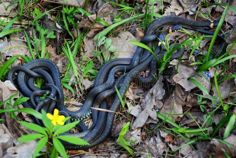 Snakes Bask in the Spring Sun Stock Photo - Image of predator, flowers ...