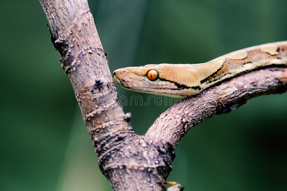 Snakes, Batik Pythons on Tree Branches Stock Image - Image of batik ...