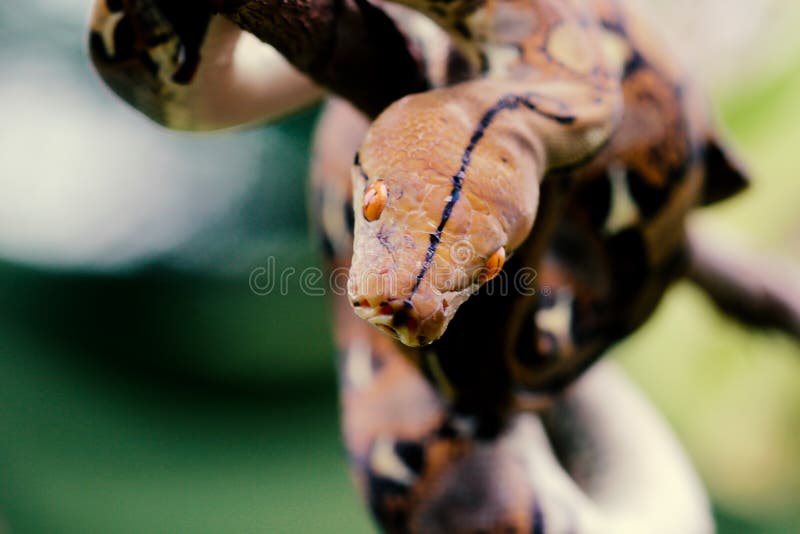 Snakes, Batik Pythons on Tree Branches Stock Photo - Image of ...