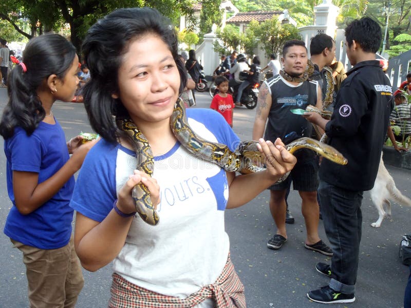 Snakes editorial stock image. Image of interact, indonesia - 70881269